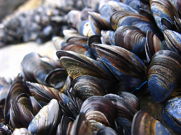Pêche Moule : Techniques et Conseils
